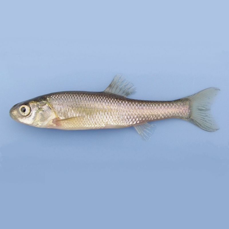 Frozen Minnows — RPM Outdoors